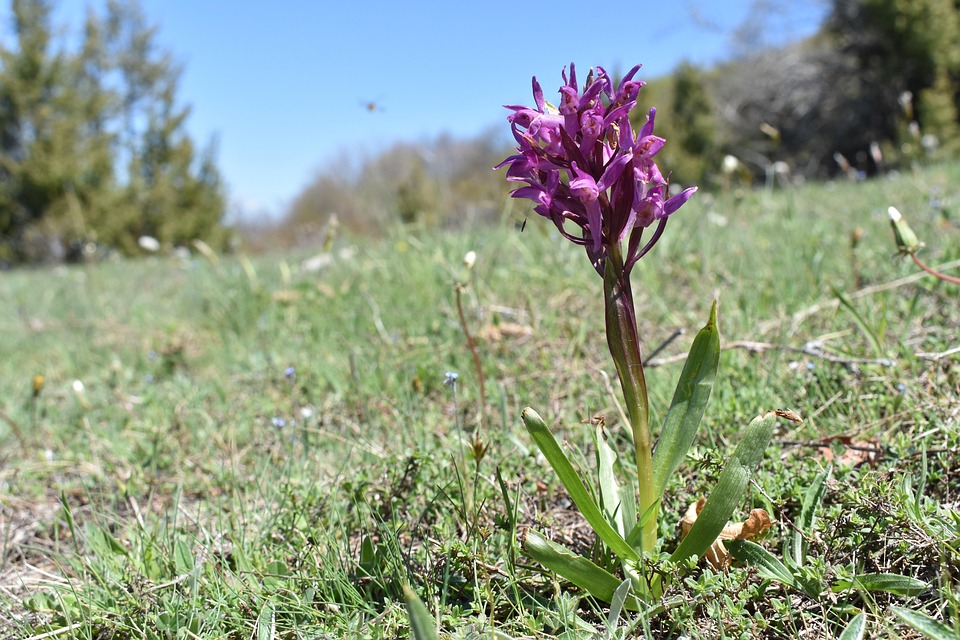 Dactylorhiza Sambucina - Free photo on Pixabay