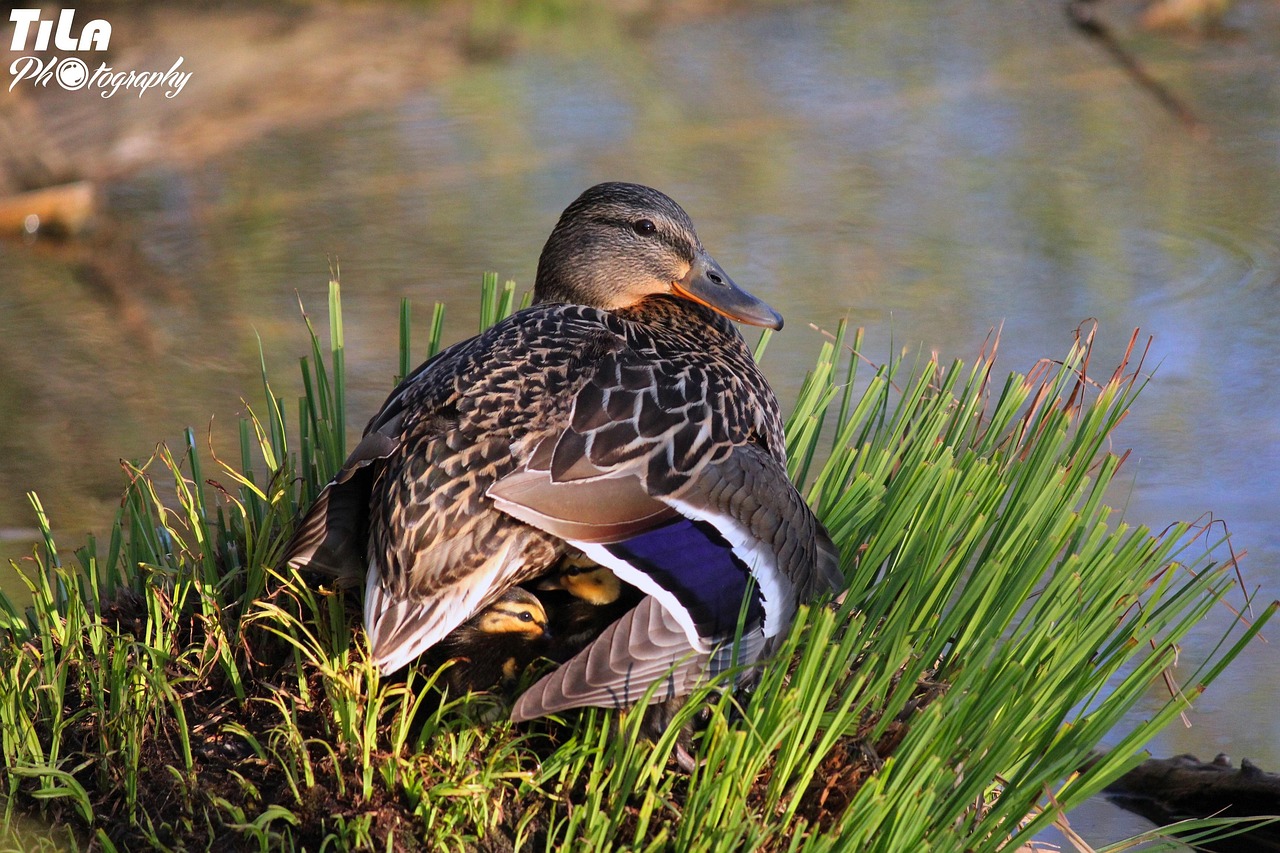 Beautyful Mama Duck Pure Love - Free photo on Pixabay - Pixabay
