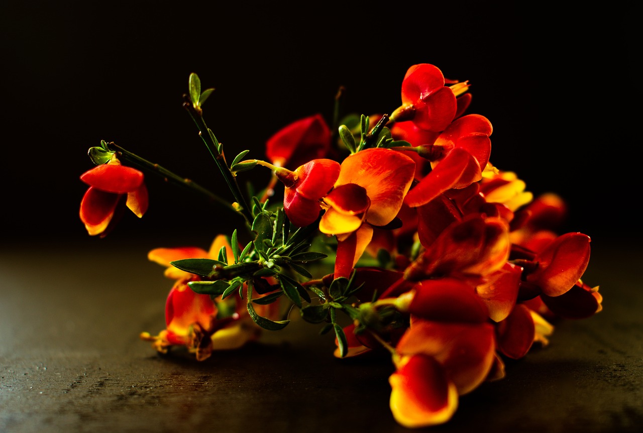 Burkwood'S Broom Flowers Plant - Free photo on Pixabay - Pixabay
