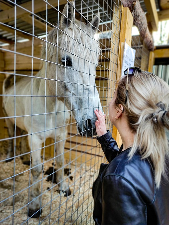 Horse In The Zoo Animals Relieve - Free photo on Pixabay - Pixabay