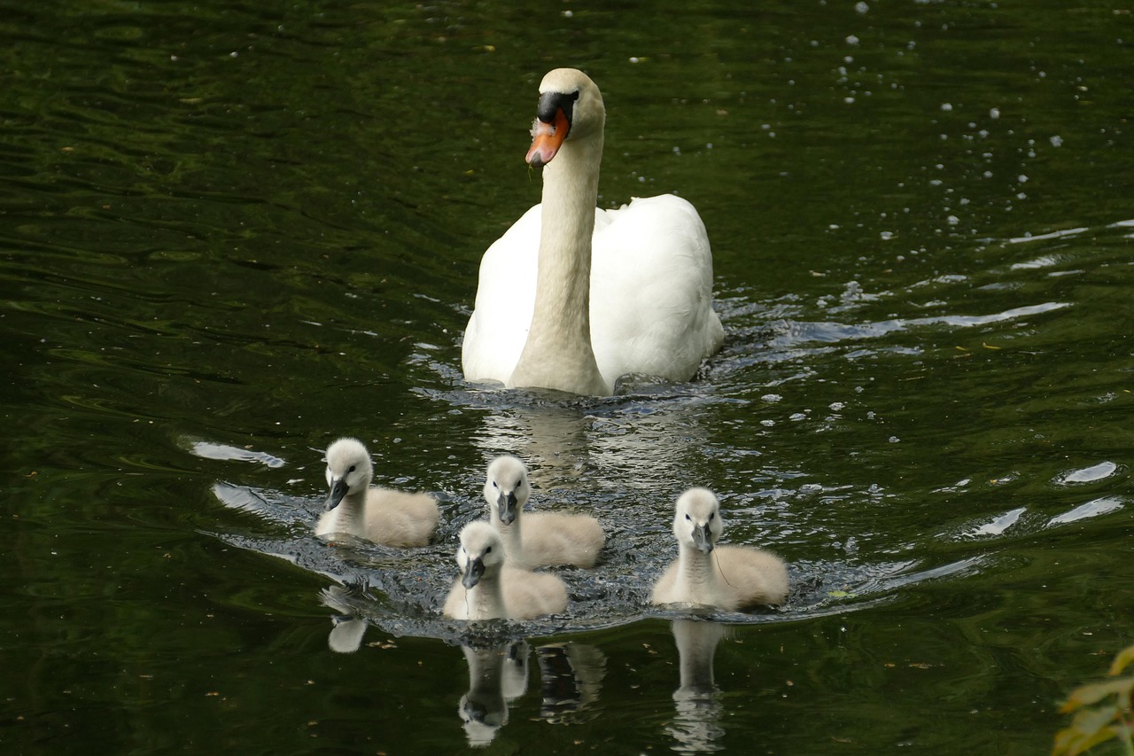 Mute Swan Cygnus Anatidae - Free photo on Pixabay - Pixabay