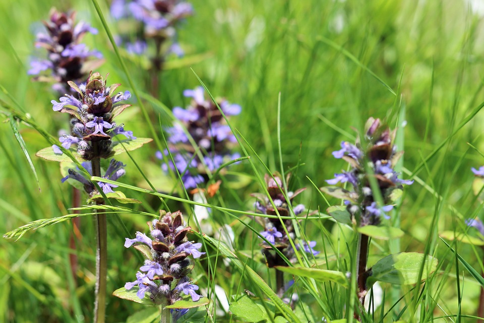 Bugle Flowers Meadow - Free photo on Pixabay