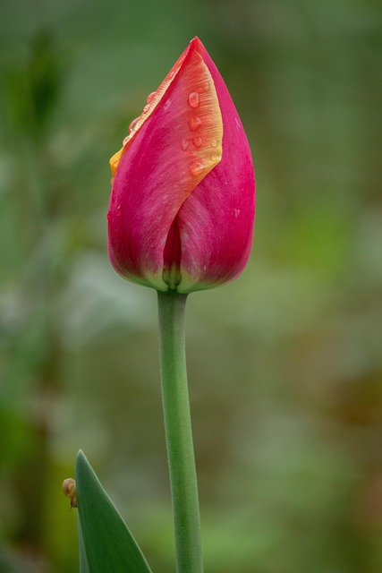 Tulip Flower Bud - Free photo on Pixabay
