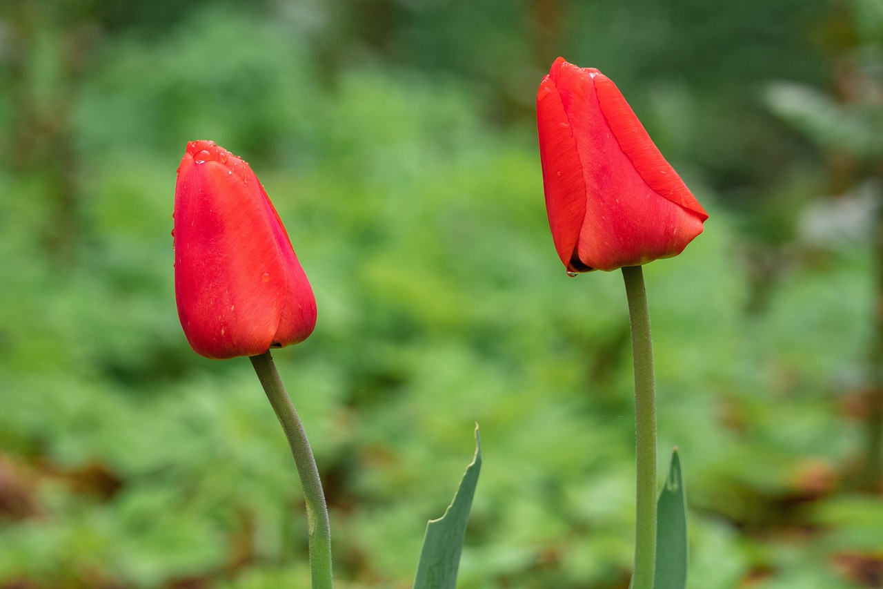 Tulipes Fleurs Les Plantes - Photo gratuite sur Pixabay - Pixabay