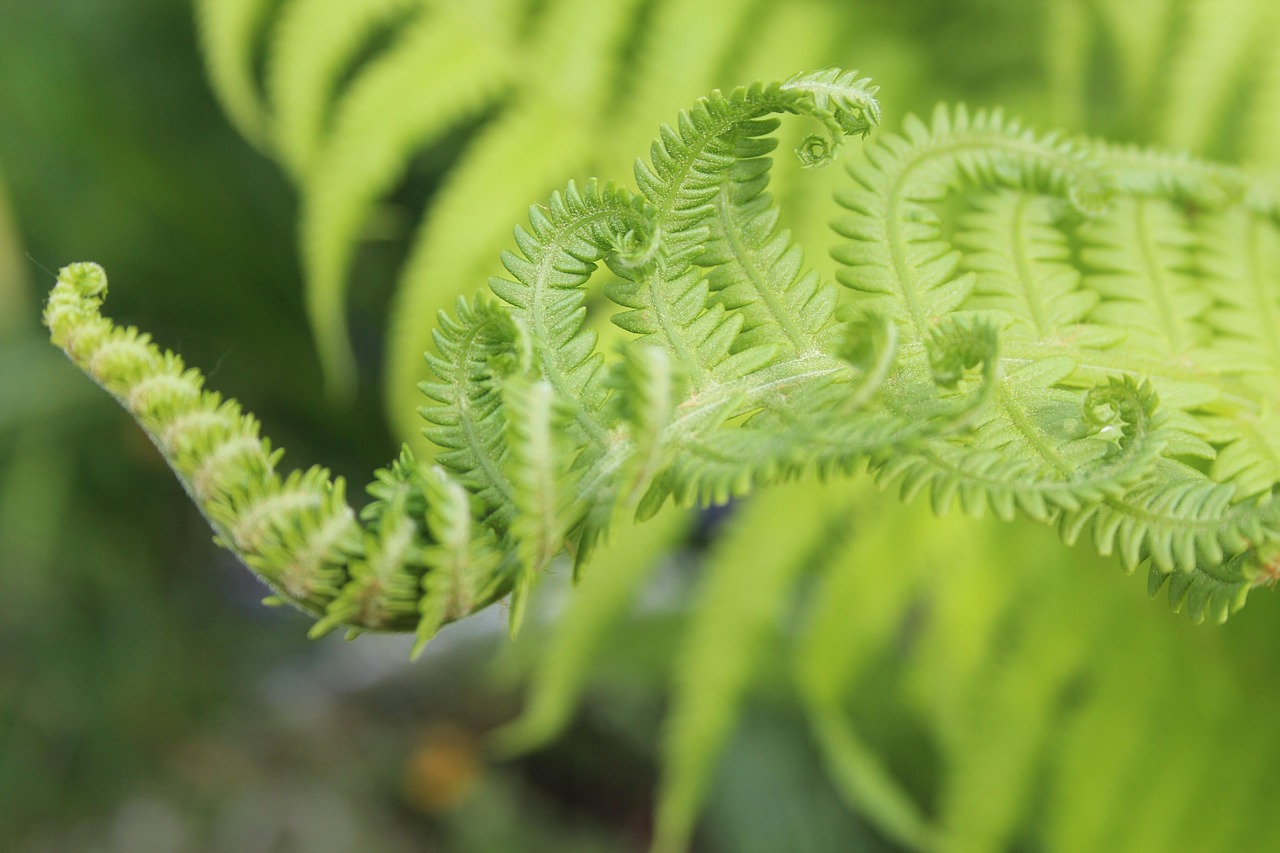 Fern Leaves Plant - Free photo on Pixabay - Pixabay