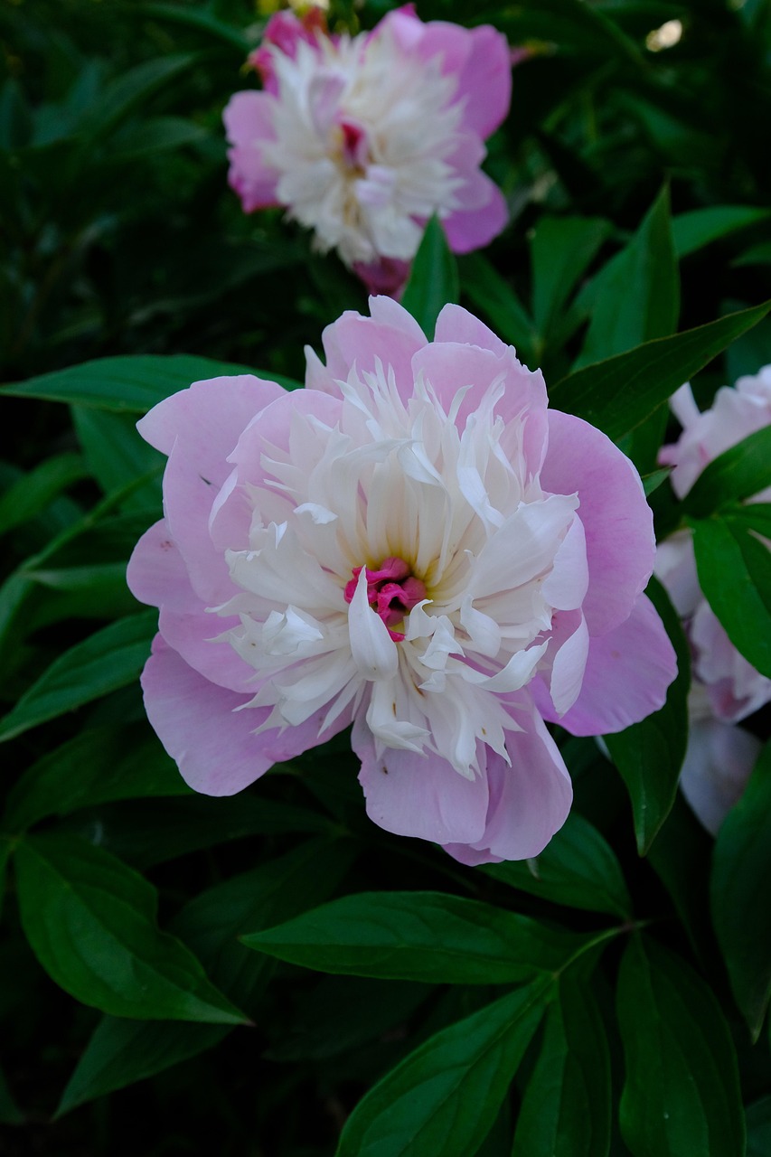 Flowers Petals Plants - Free photo on Pixabay - Pixabay