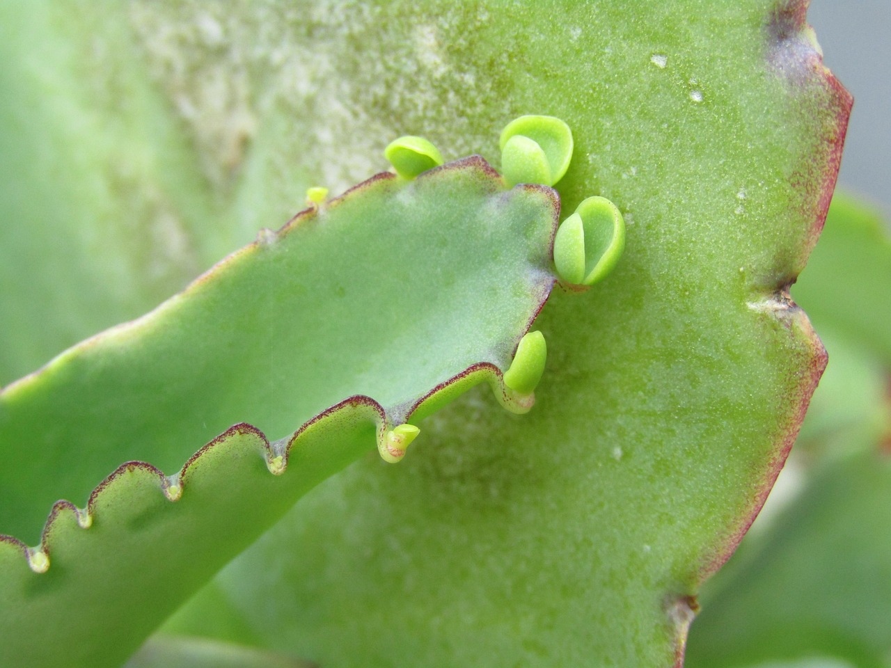 Mother Of Thousands Babies Potted - Free photo on Pixabay - Pixabay