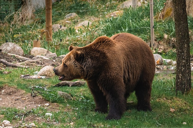 Bear The Bears Beast - Free photo on Pixabay
