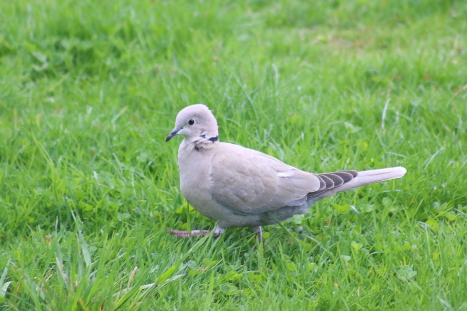Dove Wood Pigeon Bird - Free photo on Pixabay
