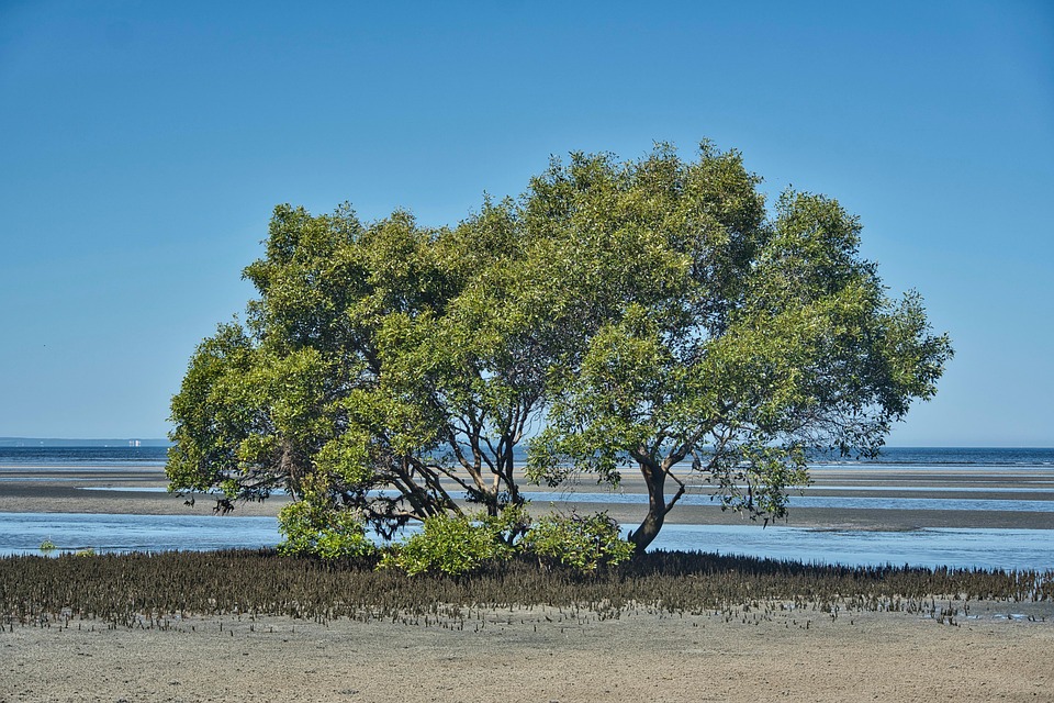Tree Single Coast - Free photo on Pixabay - Pixabay