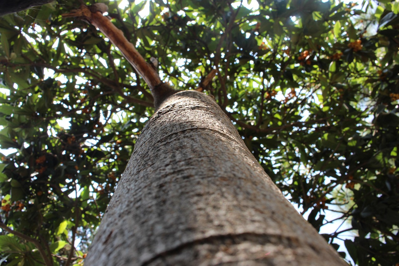 Tree Picture Best 4K - Free photo on Pixabay - Pixabay