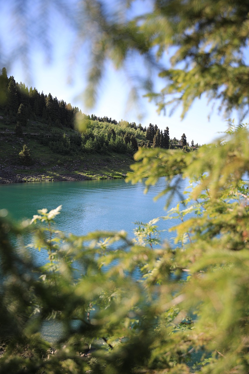 Pine Tree Paysage - Photo gratuite sur Pixabay - Pixabay