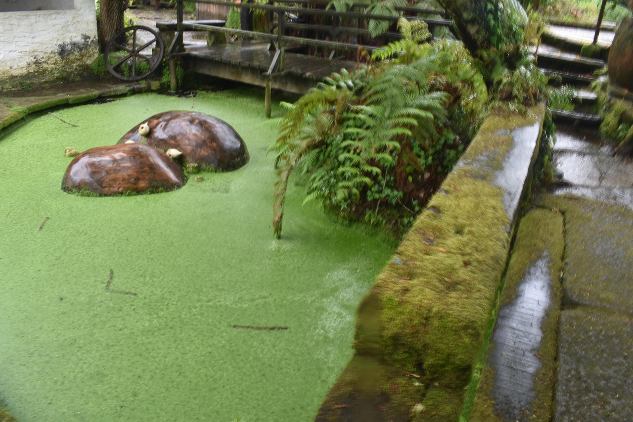 Kolam Tanaman Bunga - Foto gratis di Pixabay - Pixabay
