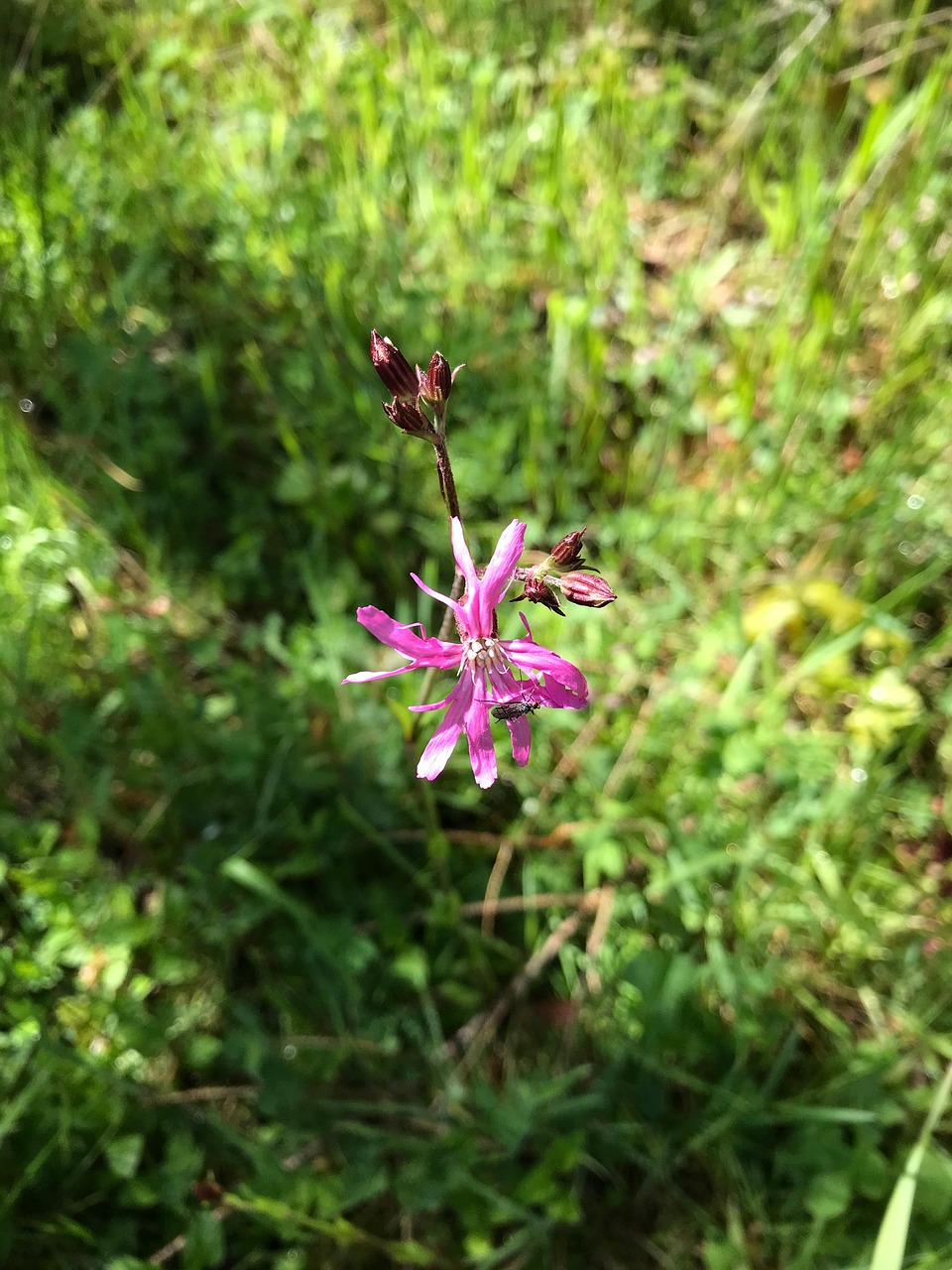 Bunga Liar Padang Rumput - Foto gratis di Pixabay - Pixabay