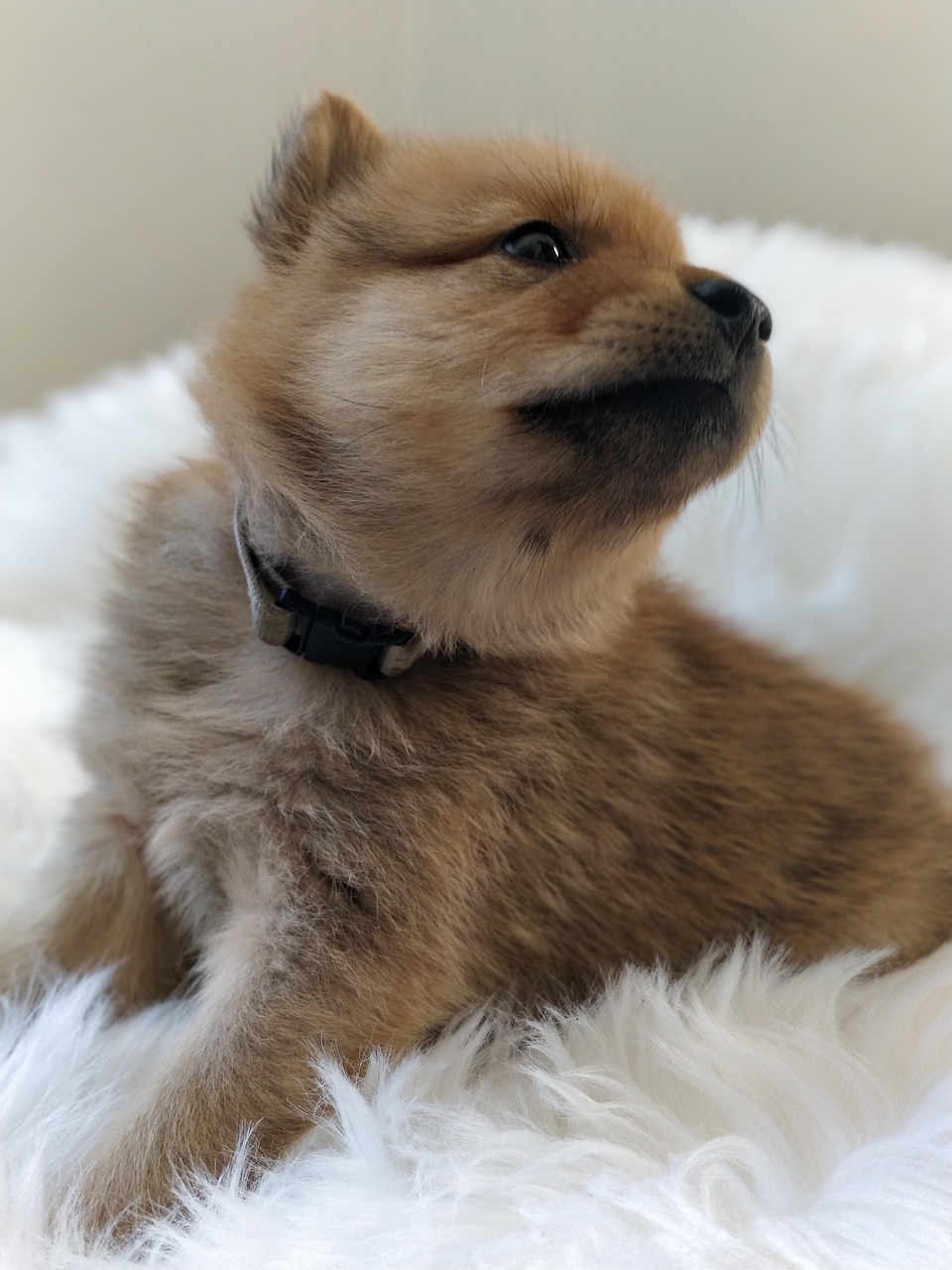 Chien Chiot Oreille Verticale - Photo gratuite sur Pixabay - Pixabay