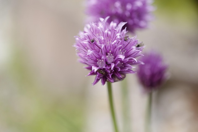 Ciboulette Fleurs Plantes - Photo gratuite sur Pixabay - Pixabay