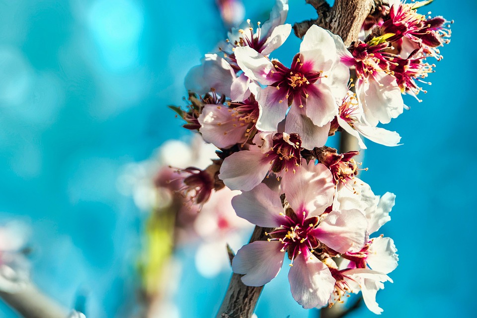 Bunga Almond Bunga-Bunga Cabang - Foto gratis di Pixabay - Pixabay