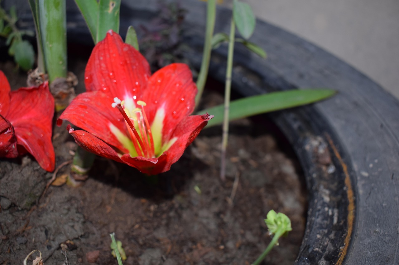 Flores Potes Planta - Foto gratuita no Pixabay - Pixabay