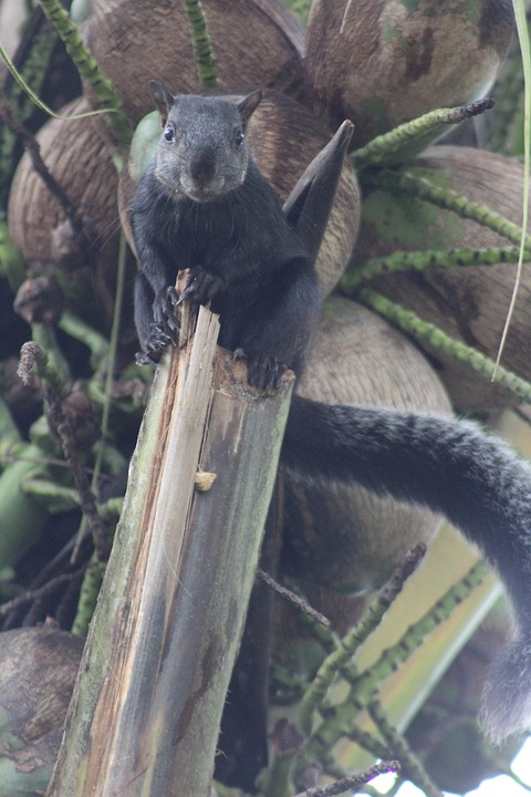 Squirrel Rodent Animal Coconut - Free photo on Pixabay - Pixabay