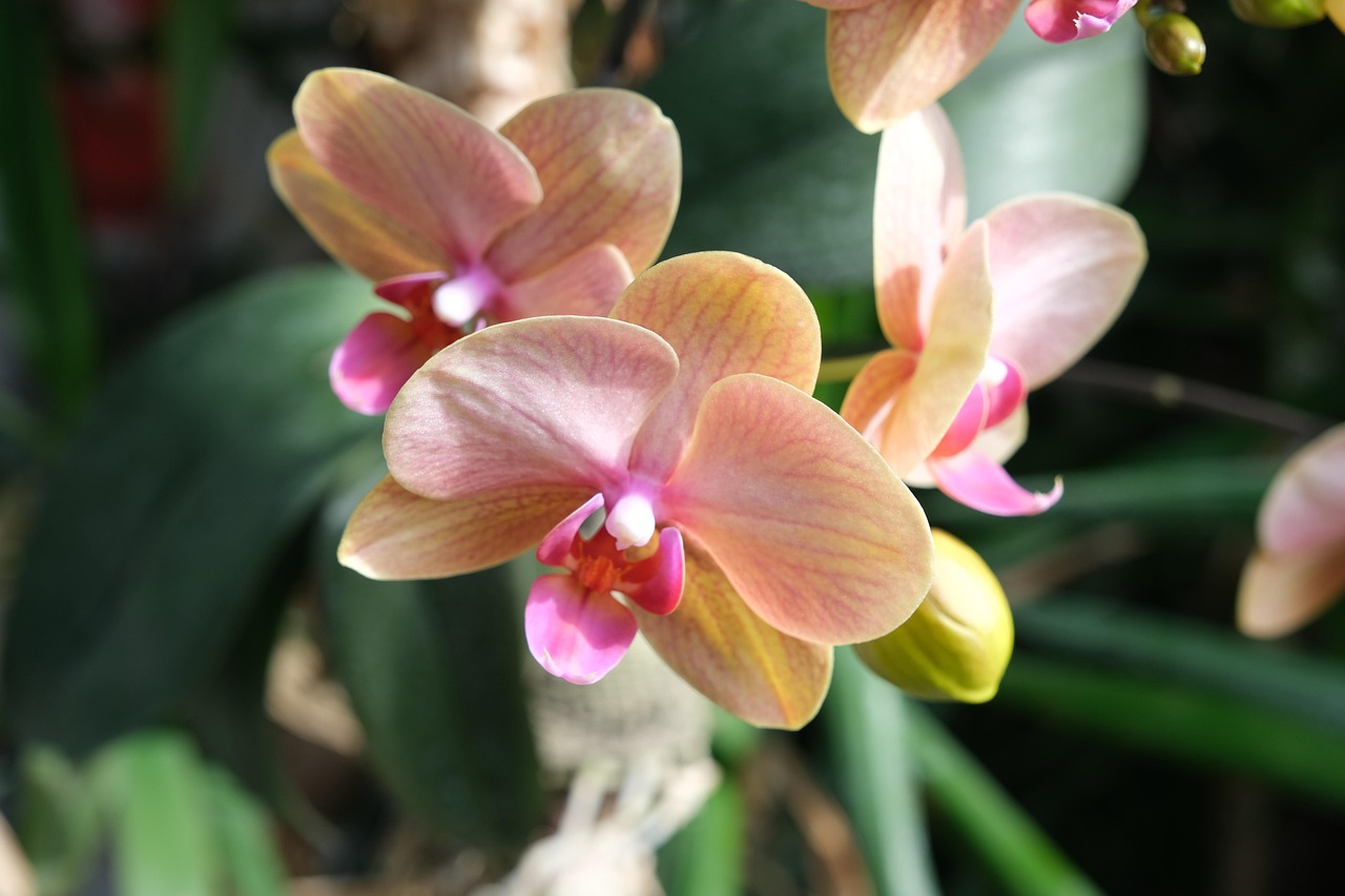 Orchidée Fleur Nature - Photo gratuite sur Pixabay - Pixabay