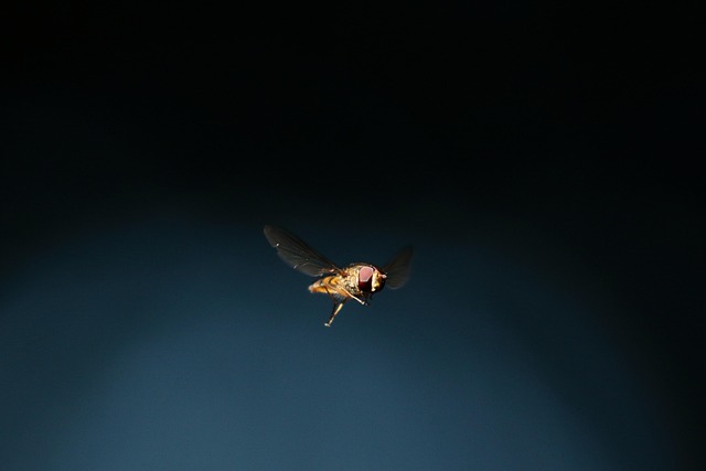 Hoverfly Serangga Penerbangan - Foto gratis di Pixabay - Pixabay