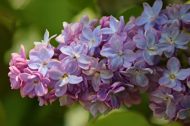 Lilac Purple Flower - Free photo on Pixabay