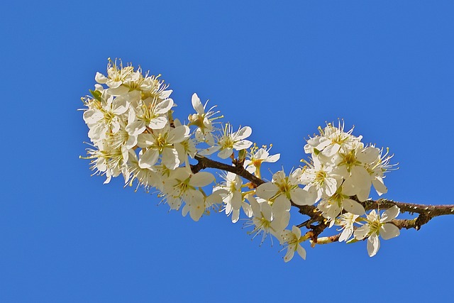 Plum Blossom Flowers Branch - Free photo on Pixabay - Pixabay