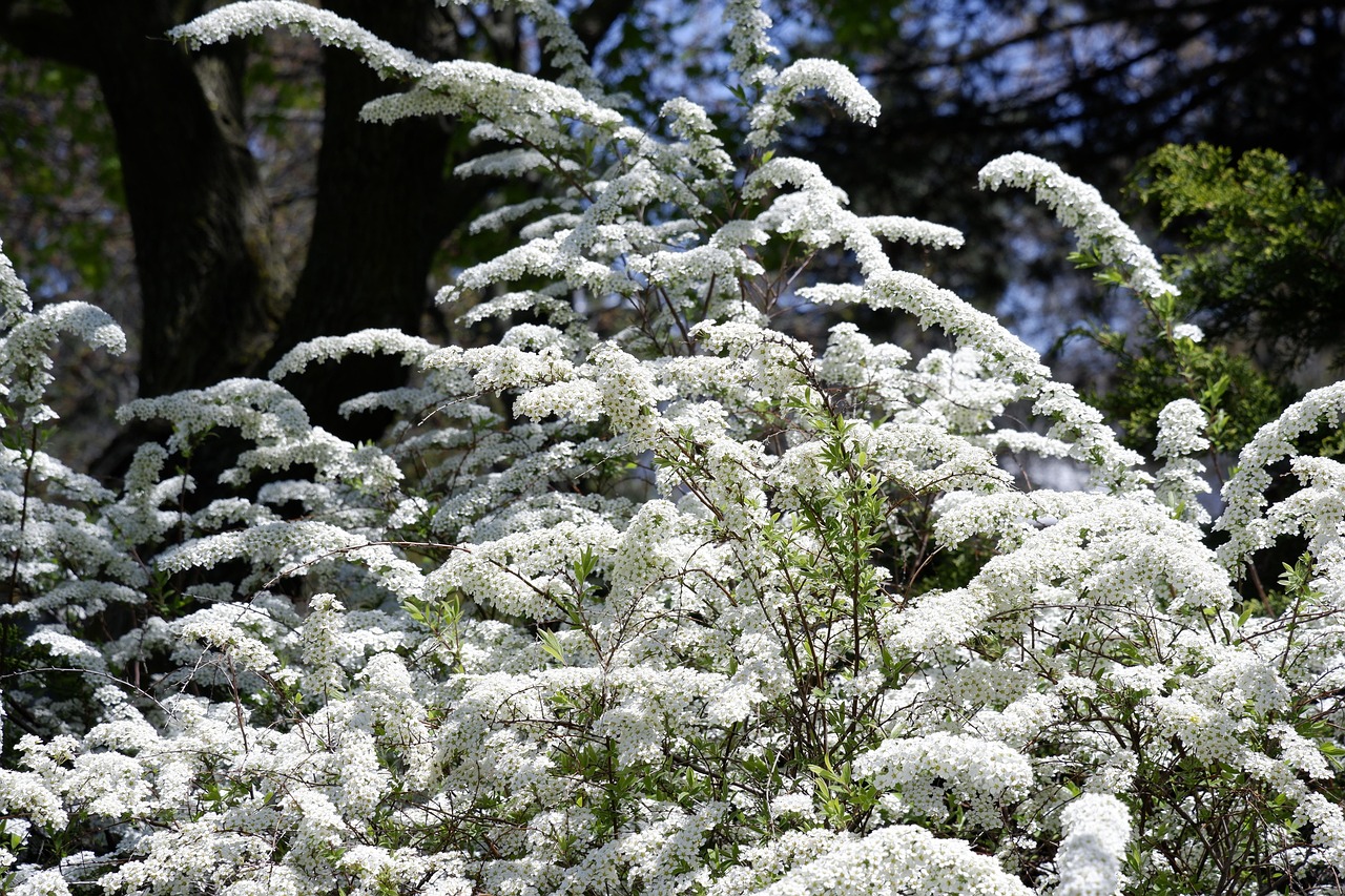 Spring Flowering Flowers - Free photo on Pixabay - Pixabay