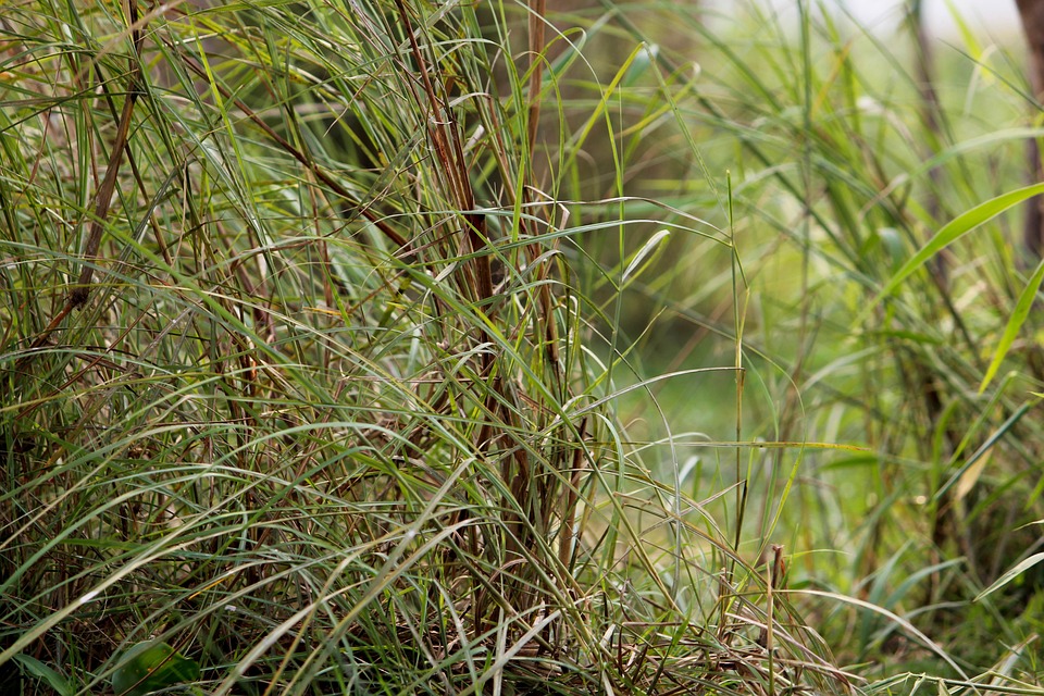 Hierba Plantas Prado - Foto gratis en Pixabay