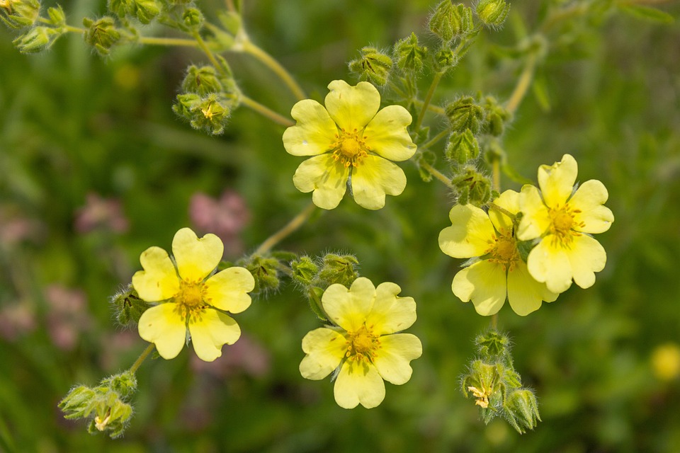 Cinquefoil Flowers Plant Yellow - Free photo on Pixabay - Pixabay