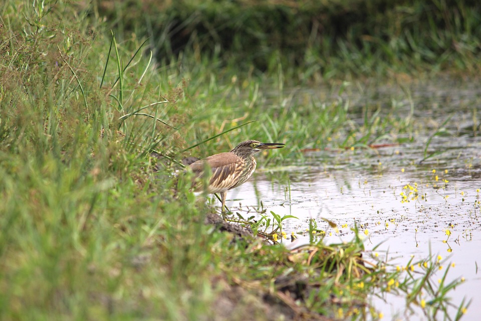 Indian Pond Heron Bird - Free photo on Pixabay