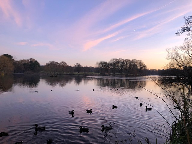 Lac Canards Nature - Photo gratuite sur Pixabay - Pixabay