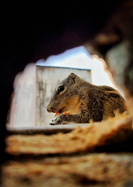 Squirrel Rodent Eating - Free photo on Pixabay - Pixabay