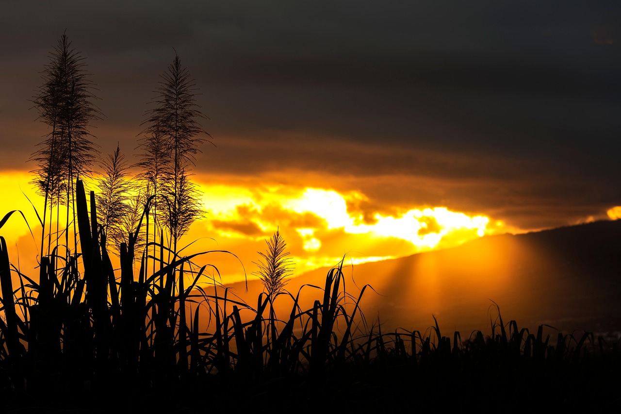 Sunset Sugar Cane Field - Free photo on Pixabay - Pixabay