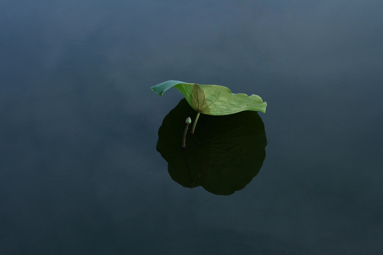Lotus Tinh Tam Hue Flower Nature - Free photo on Pixabay - Pixabay
