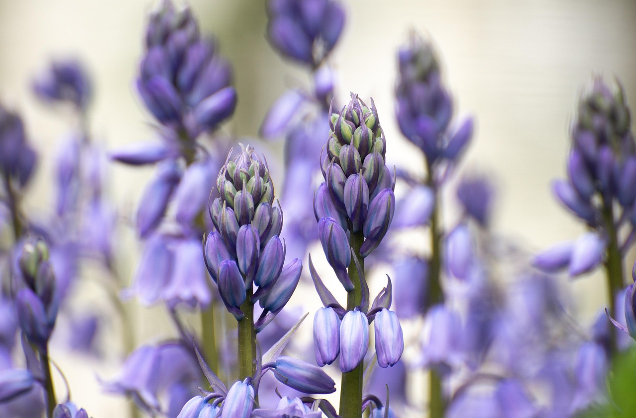 400,000+ Free Hyacinth Flowers & Hyacinth Images - Pixabay