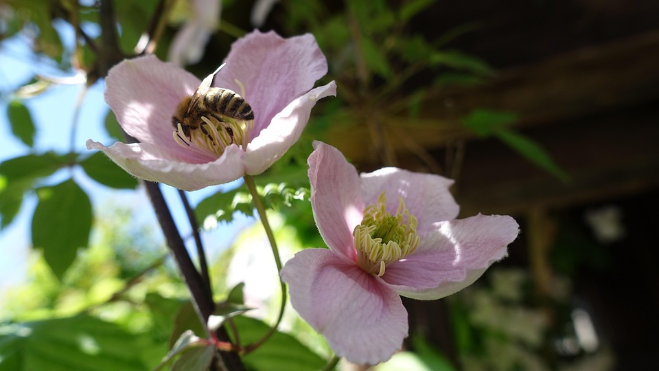 Bee Insect Clematis - Free photo on Pixabay - Pixabay