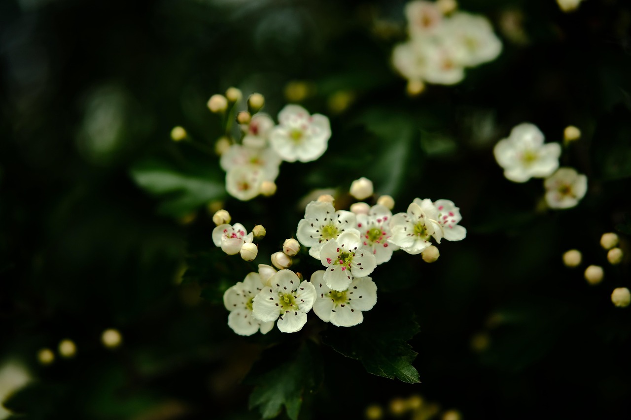 Espinheiro Alvar Flores Filiais - Foto gratuita no Pixabay - Pixabay