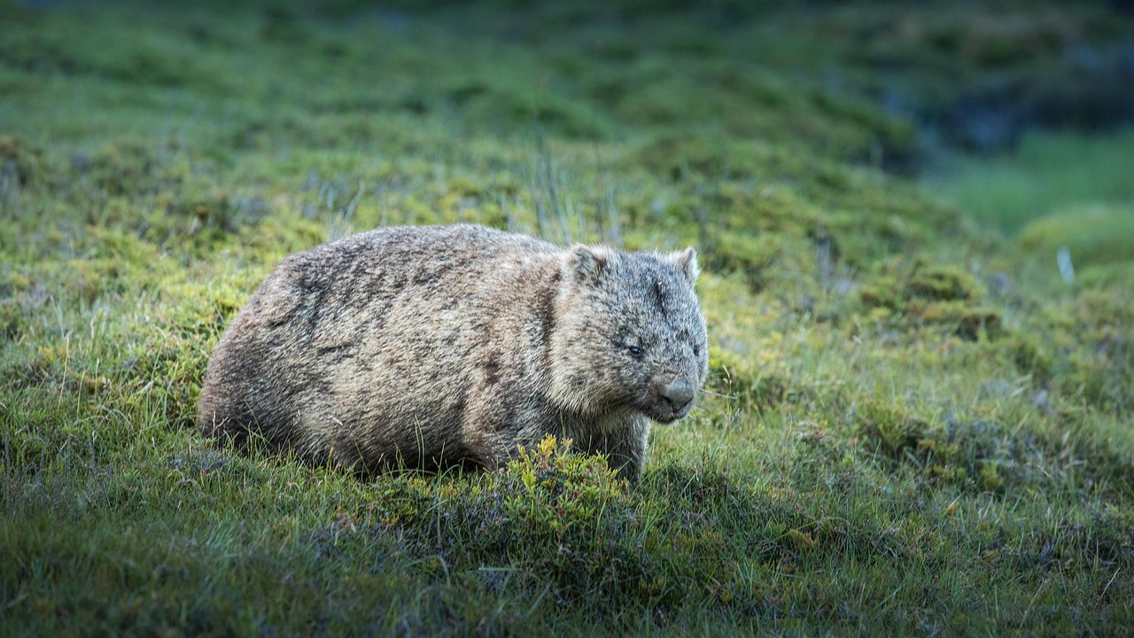 Wombat Tasmania Wombats - Fotografie gratuită pe Pixabay - Pixabay