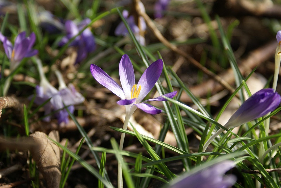 Crocus Fleurs Les Plantes - Photo gratuite sur Pixabay - Pixabay