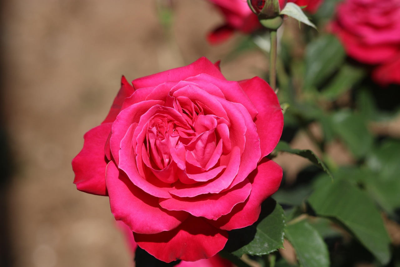 Rose Fleur Plantes - Photo gratuite sur Pixabay - Pixabay