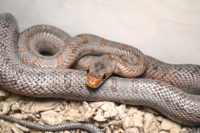 Baird'S Rat Snake Animal - Free photo on Pixabay - Pixabay
