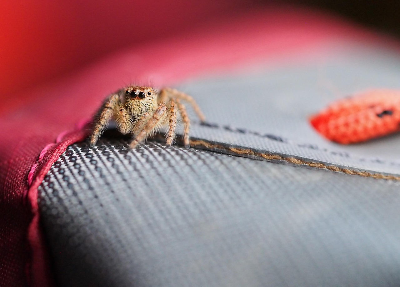 Jumping Spider Arachnid - Free photo on Pixabay