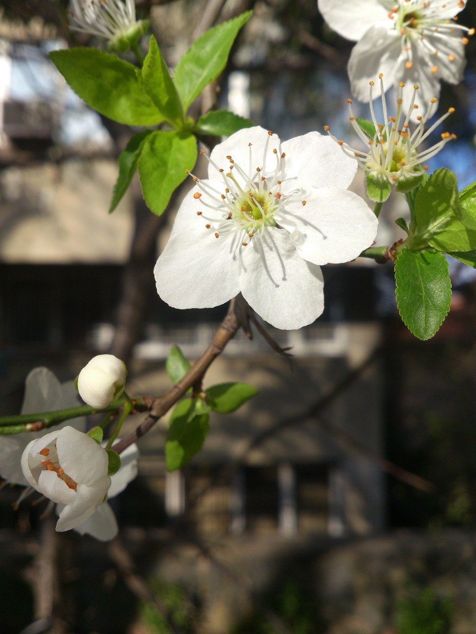 La Nature Le Printemps Feuilles - Photo gratuite sur Pixabay - Pixabay