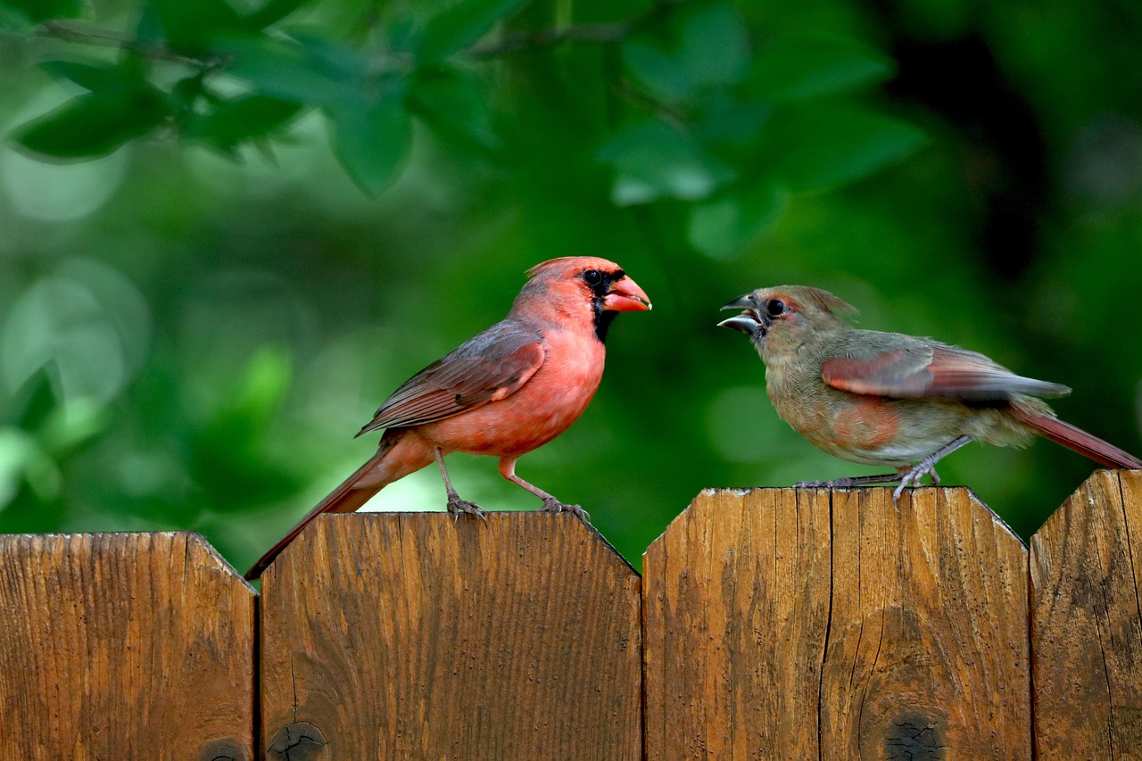 100+ Free Female Cardinal & Nature Images - Pixabay