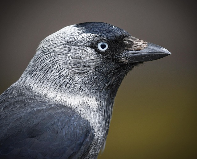 Jackdaw Bird Animal - Free photo on Pixabay - Pixabay