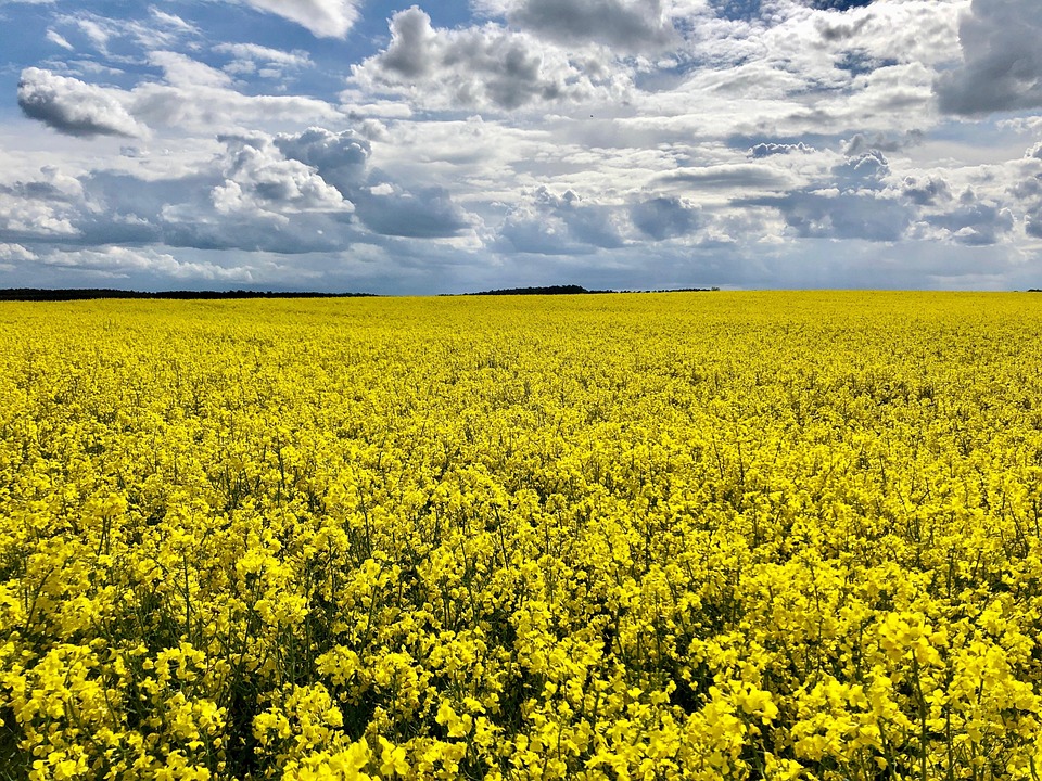 Field Of Rapeseeds Oilseed Rape - Free photo on Pixabay - Pixabay