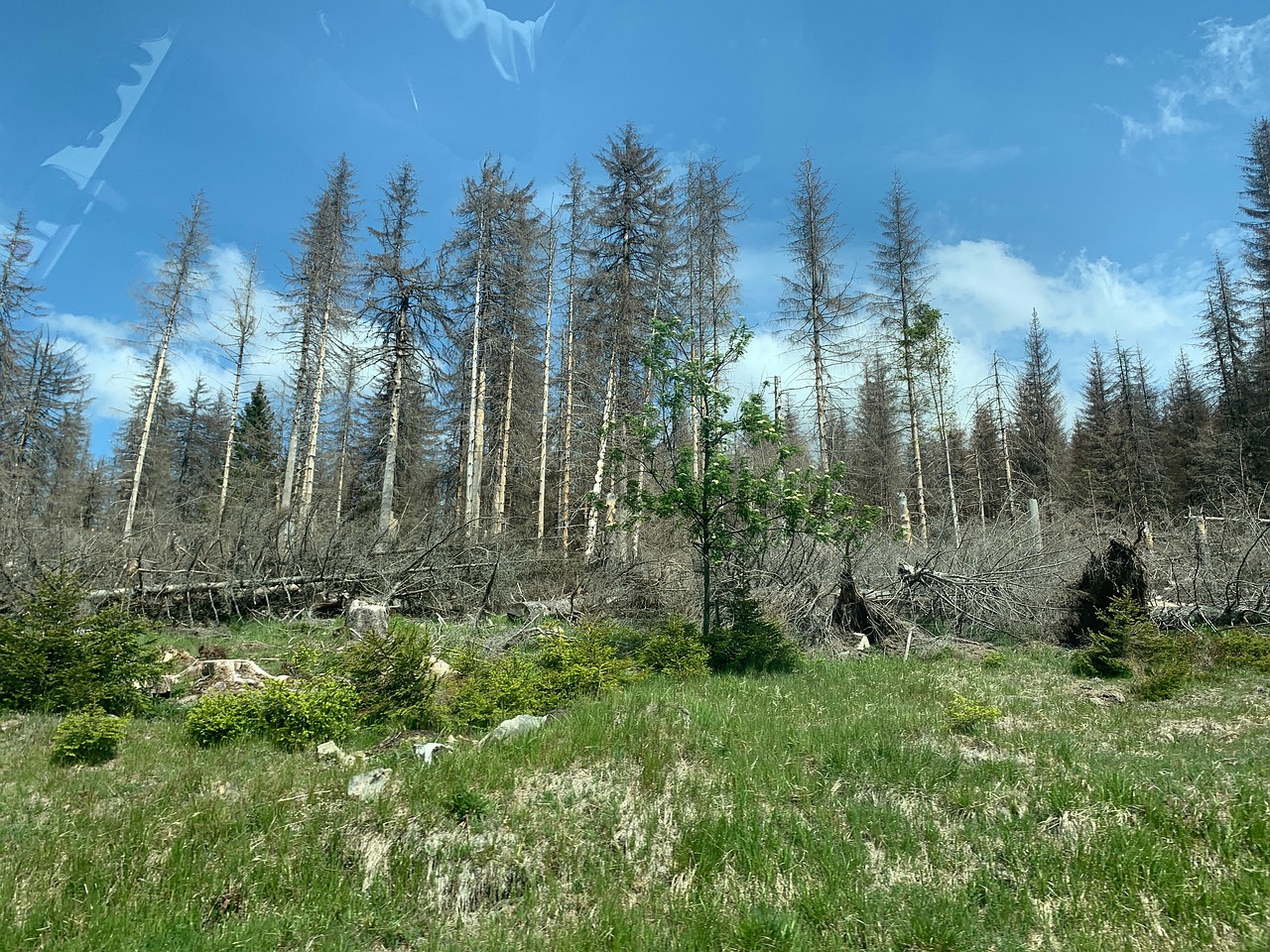 Resina Natureza Morte Da Floresta - Foto gratuita no Pixabay