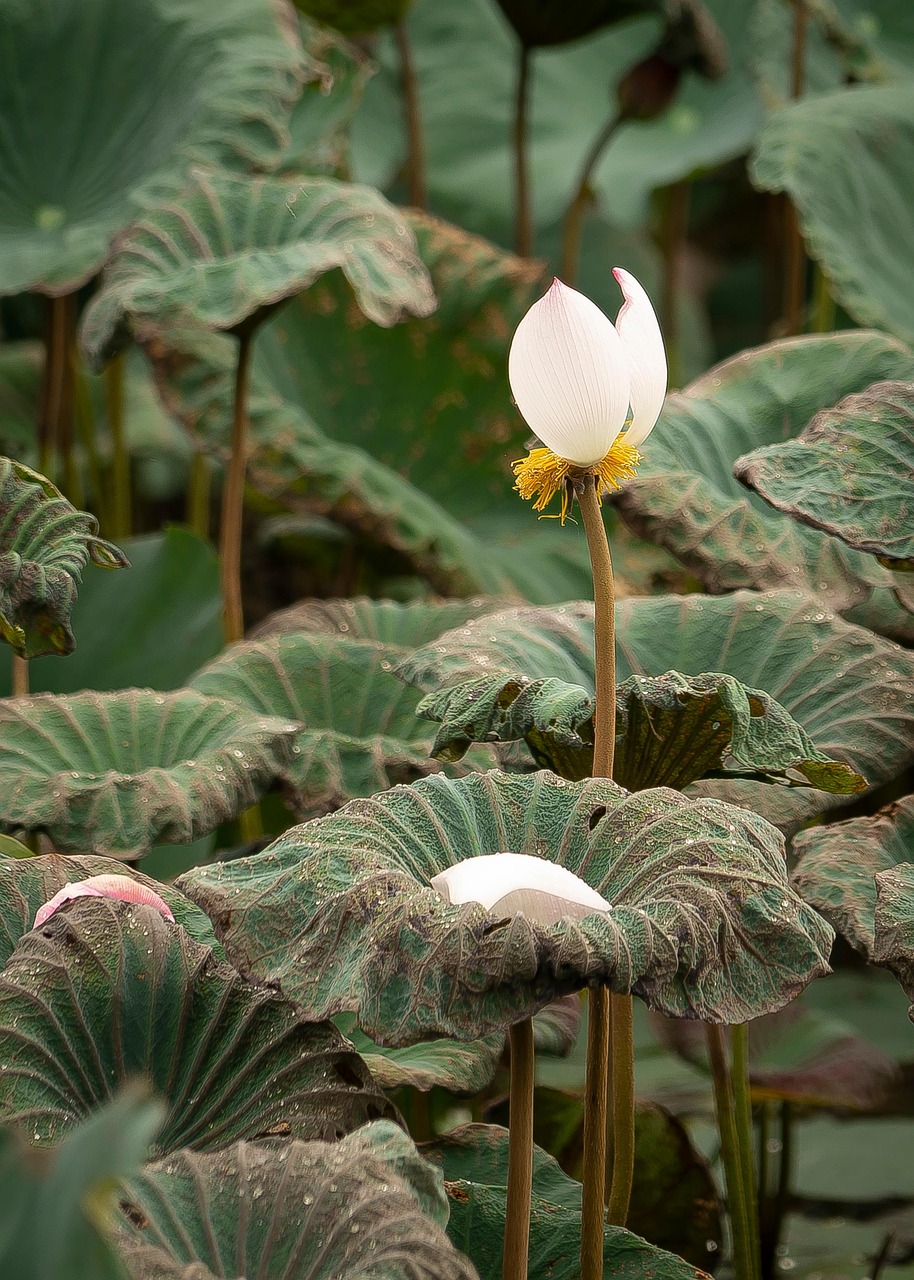 Lotus Flower White - Free photo on Pixabay - Pixabay