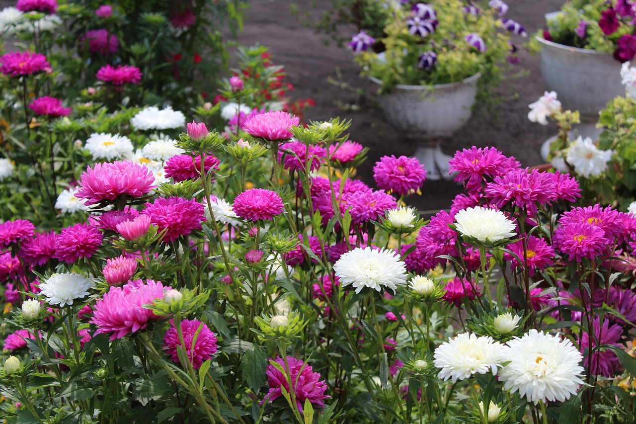Blumen Garten Blüte - Kostenloses Foto auf Pixabay - Pixabay